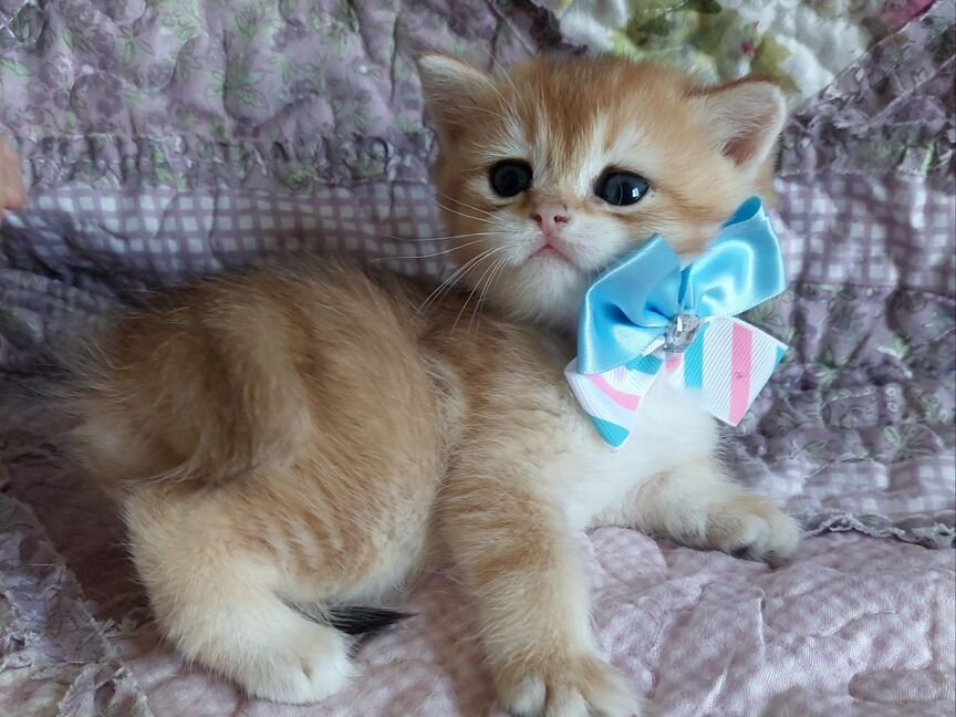 Золотые шиншиллы мальчики и девочки