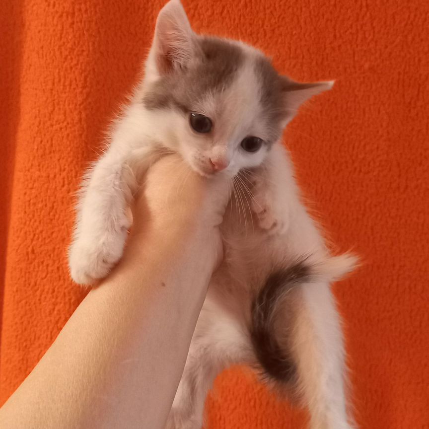 Русский голубой котёнок