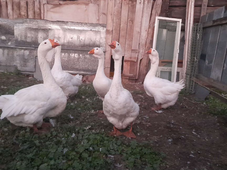 Гуси холмагоры