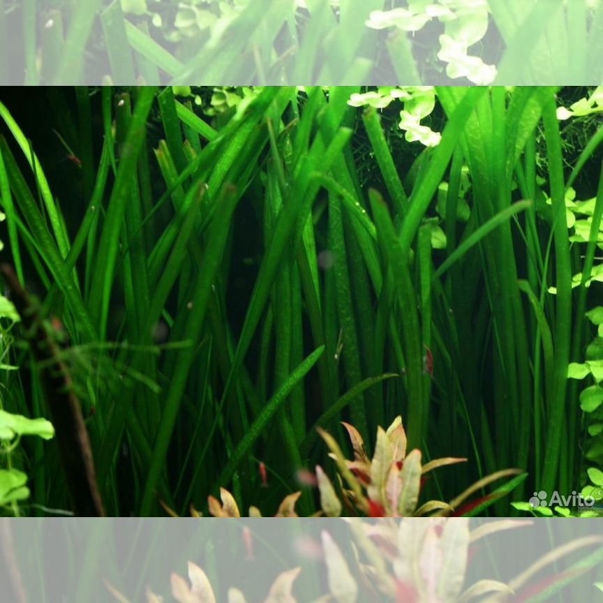 Аквариумное растение - Валлиснерия (Vallisneria)