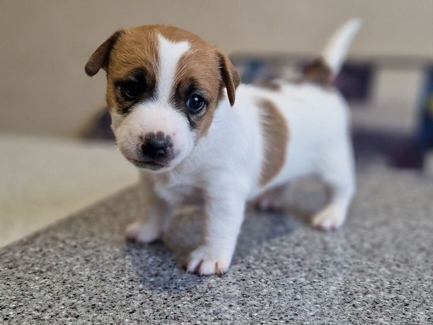 Щенки джек Рассел терьер гладкошерстный