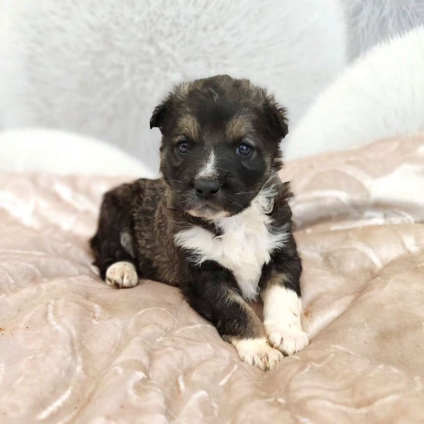 Небольшой щенок ищет дом