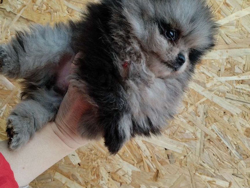 Шпиц мерле мальчик. Доставка