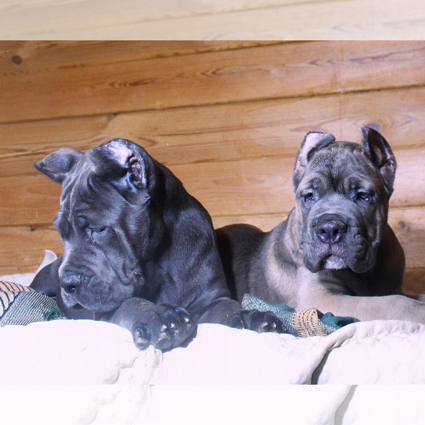 Кане-корсо, щенок