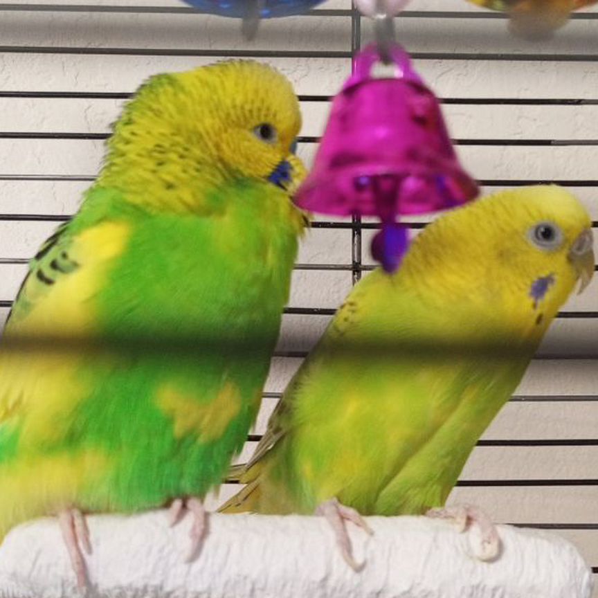 Попугай волнистые девочка и мальчик. Только парой