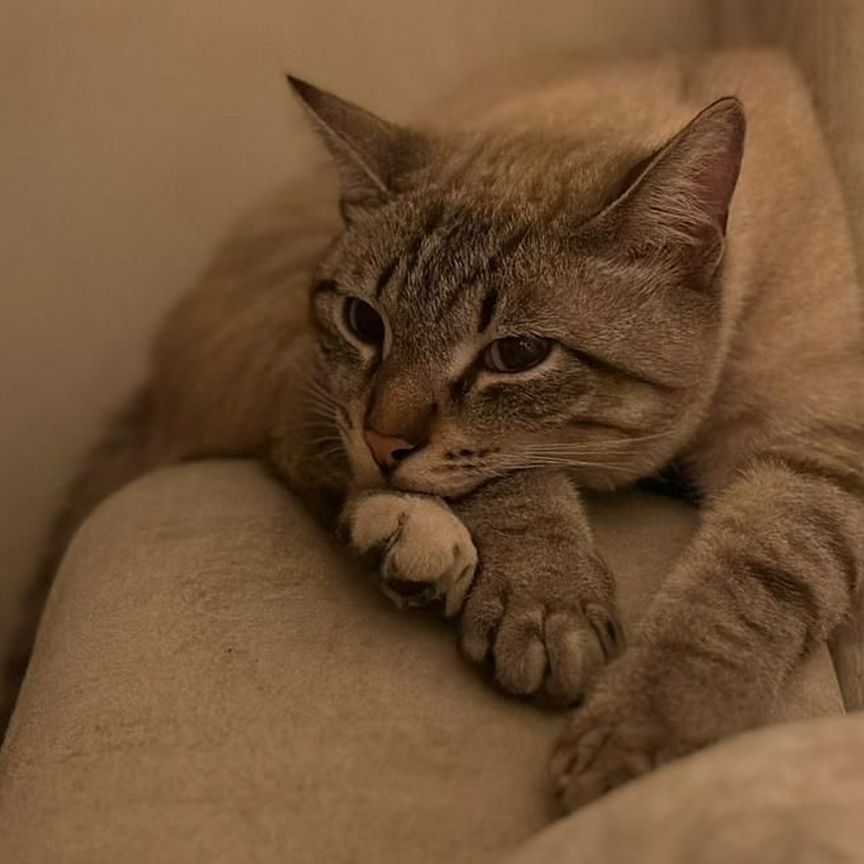 Котики бесплатно