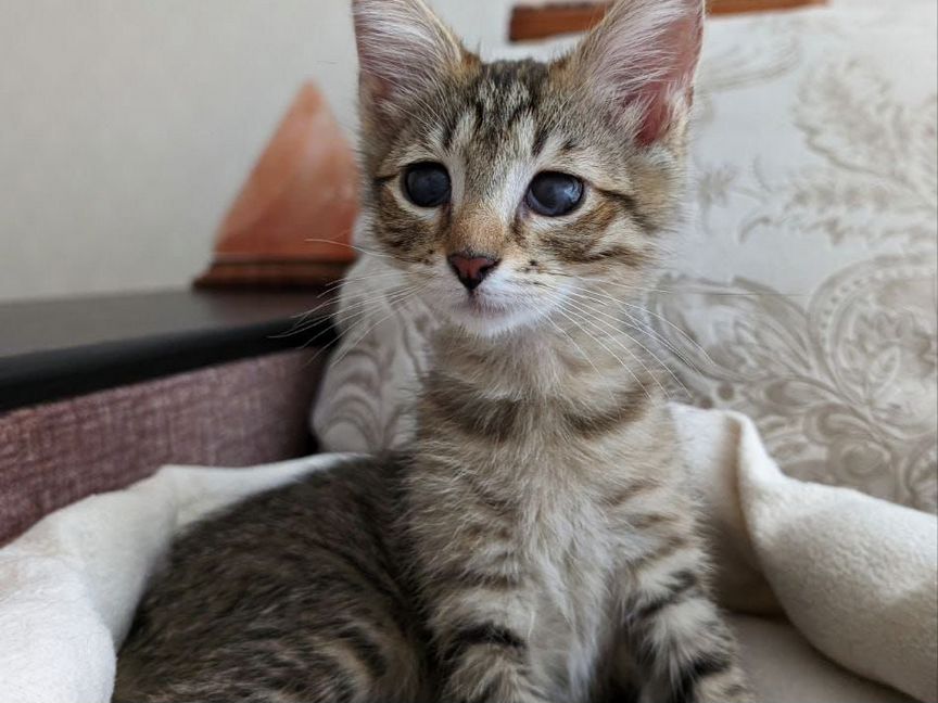Котенок, бесплатно, в добрые руки