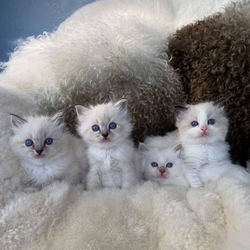 Невский маскарадный котёнок