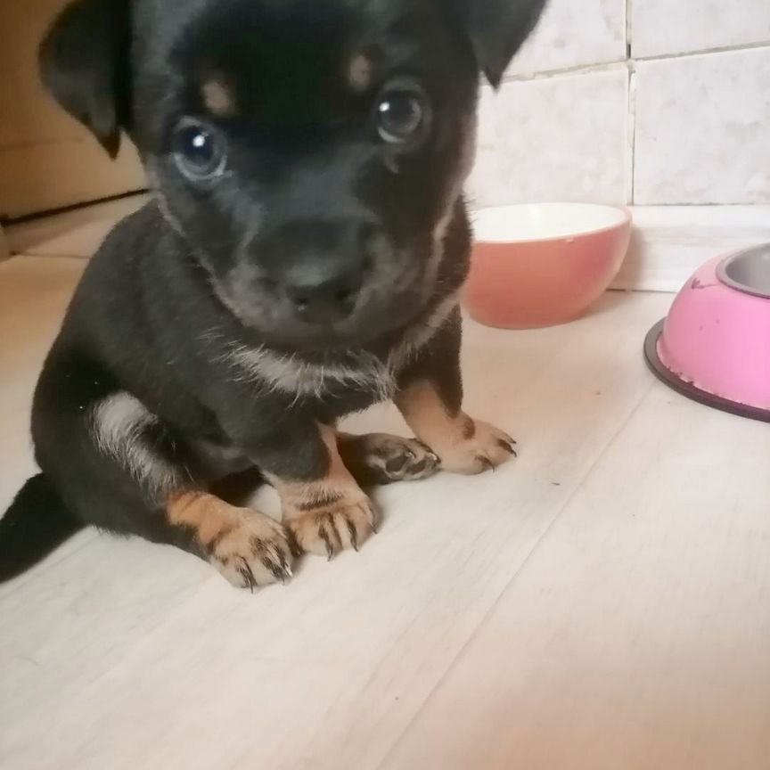 Девочка в добрые ручки