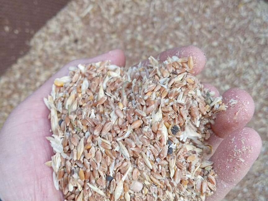 Зерно фуражное