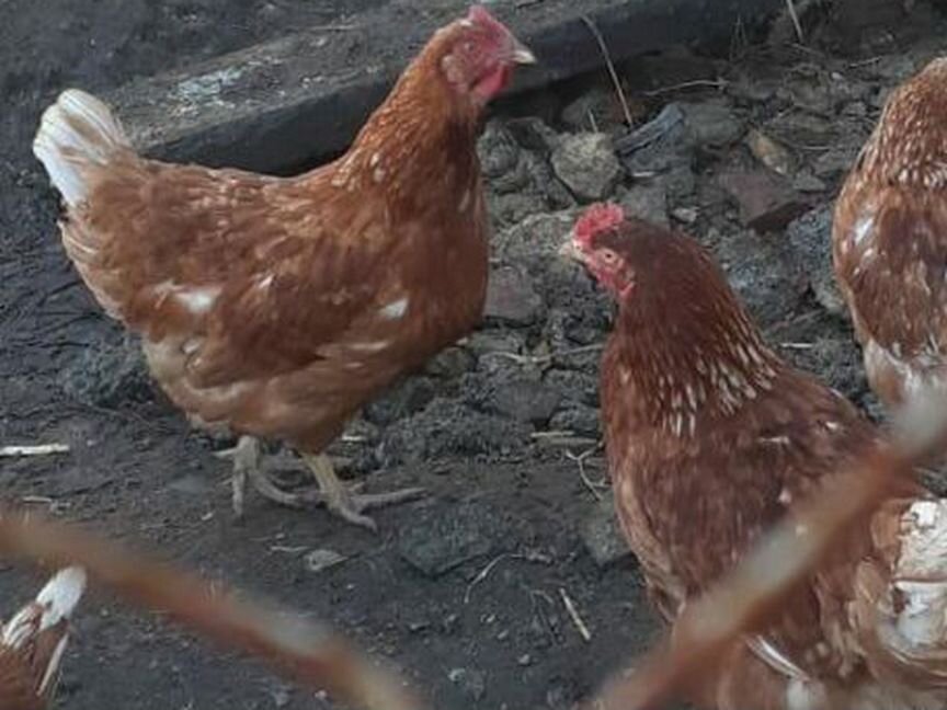 Продам курей домашних (несутся)