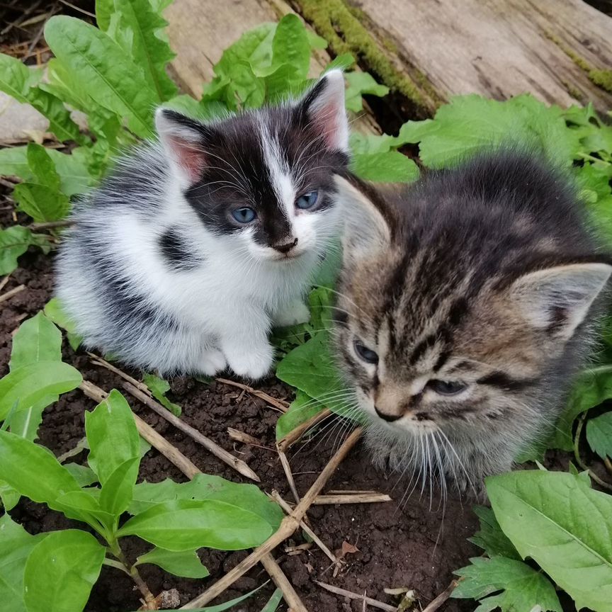Отдадим в добрые руки котят