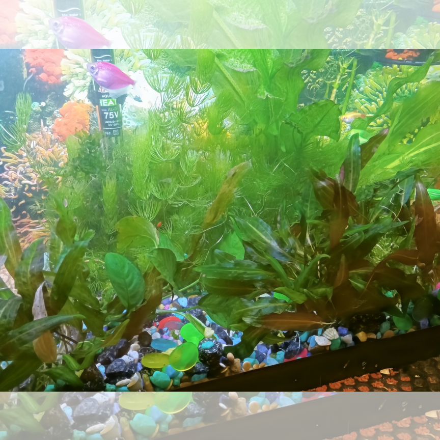 Аквариумные растения