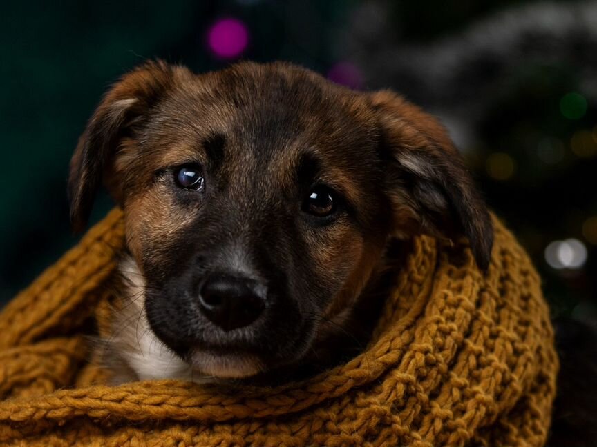 Щенок девочка