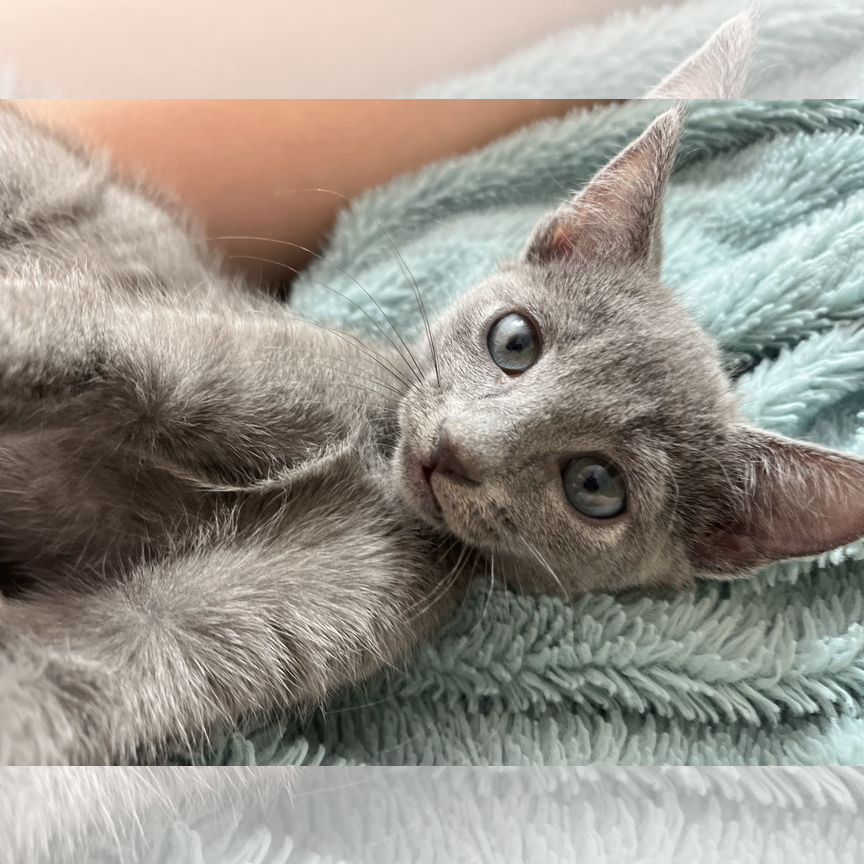 Русский голубой котенок