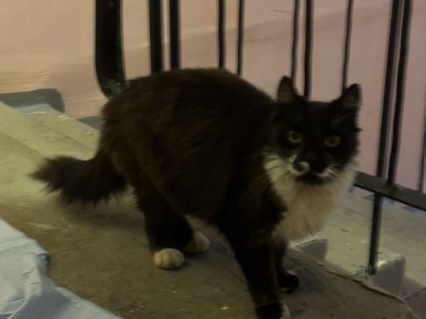 В добрые руки