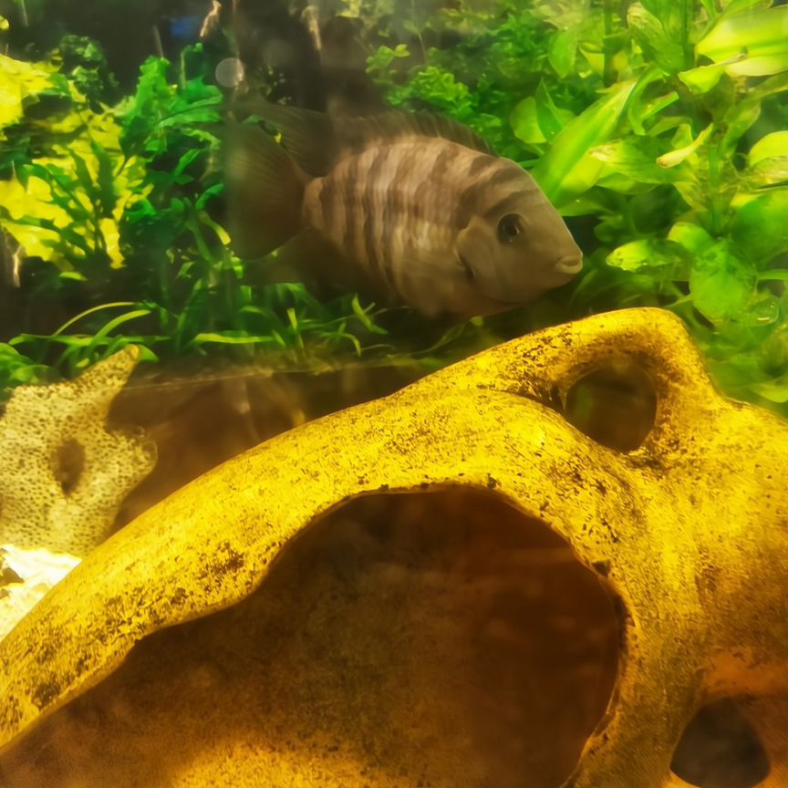 Цихлиды (взрослый самец)