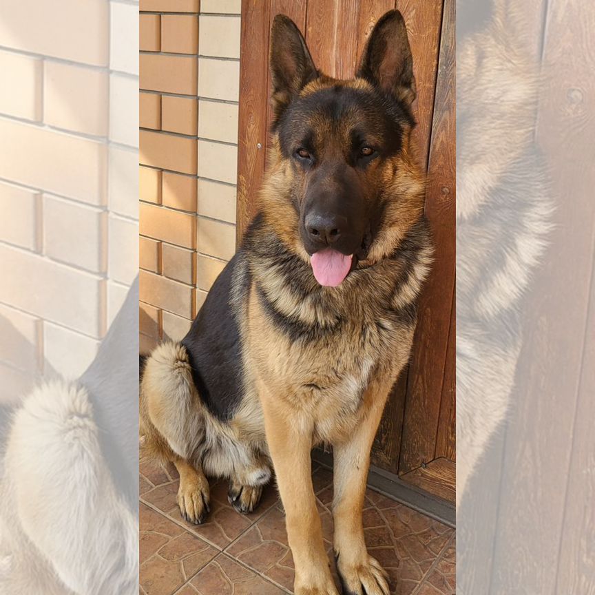 Вязка собак немецкая овчарка