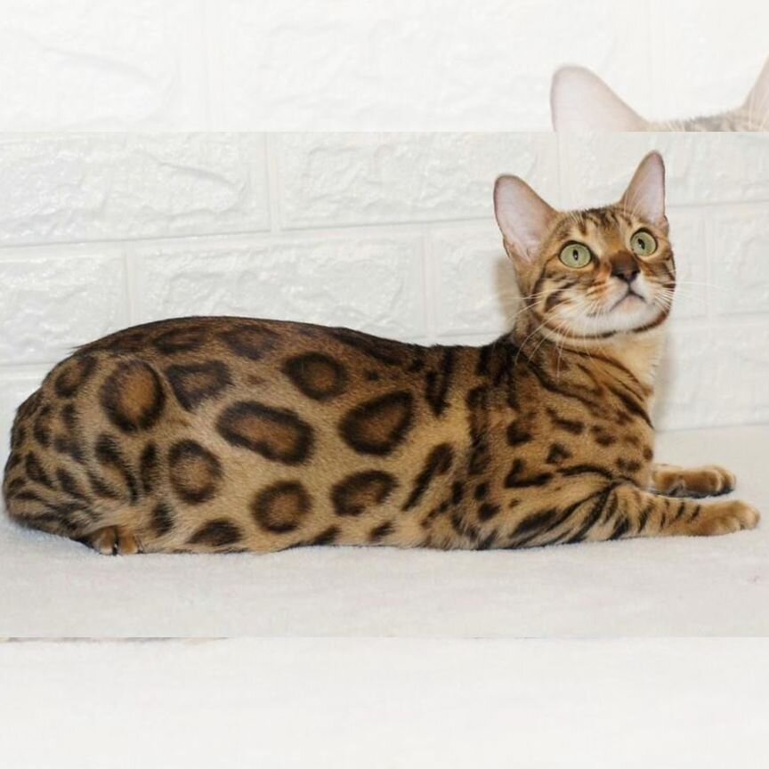 Бенгальская, взрослая кошка