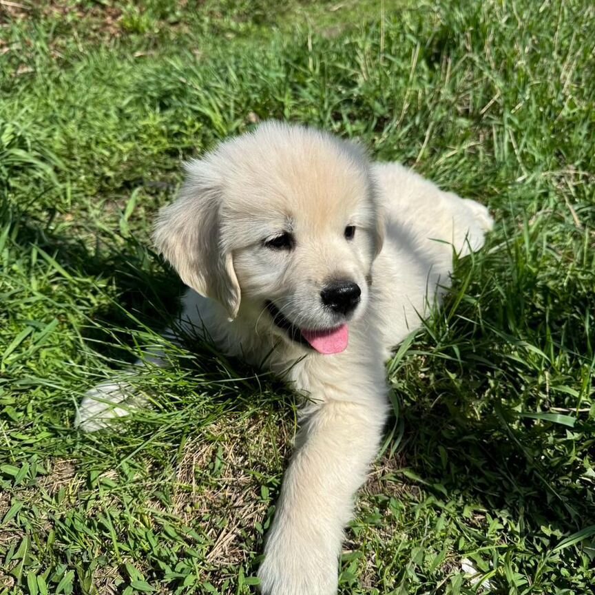 Щенки Золотистого ретривера