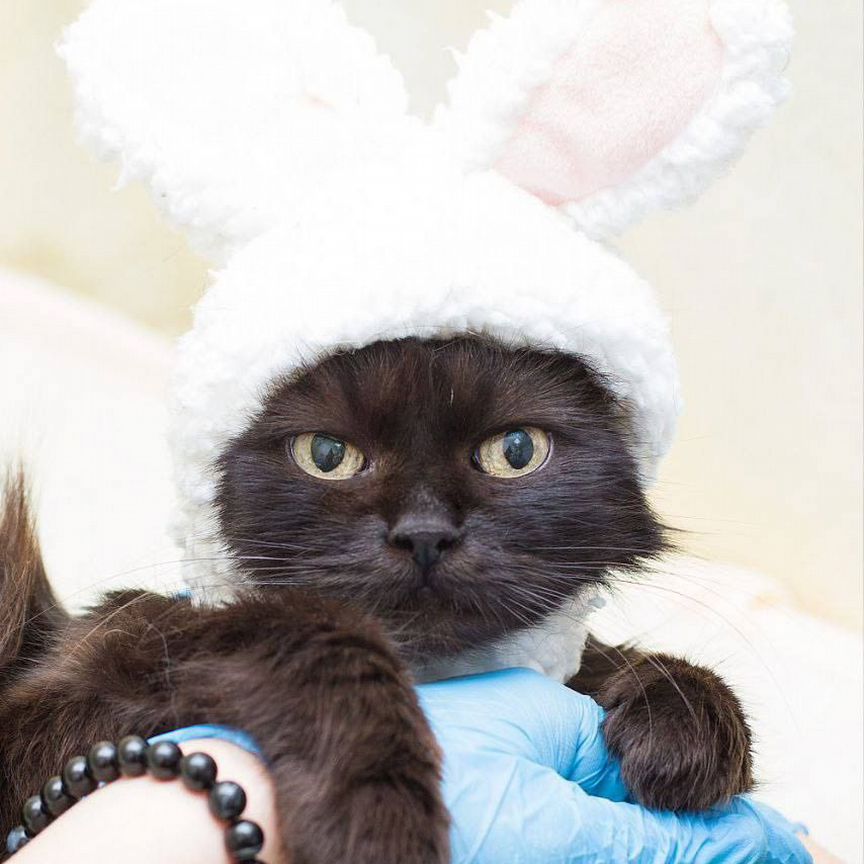 Ласковая черная кошечка ищет дом