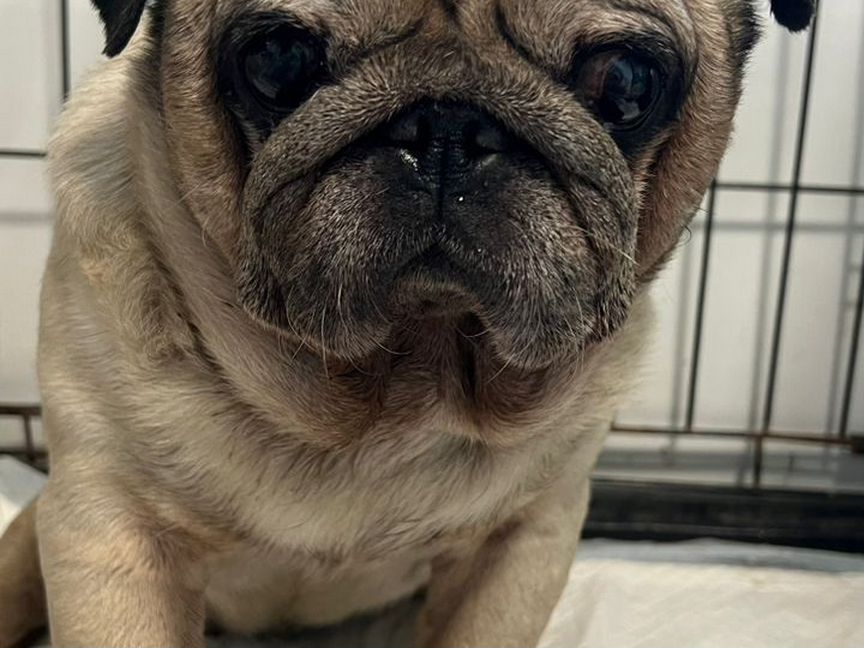 Мопс старенький Джейк