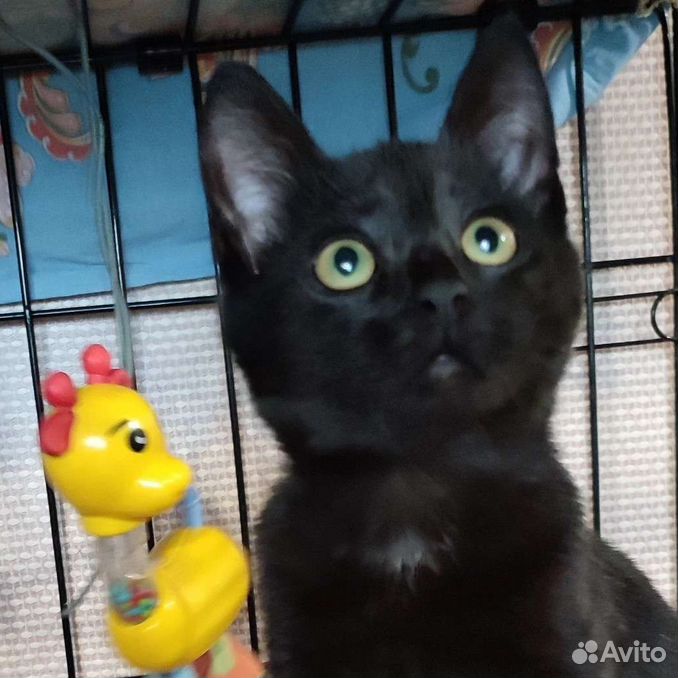 Ева королева ищет маму