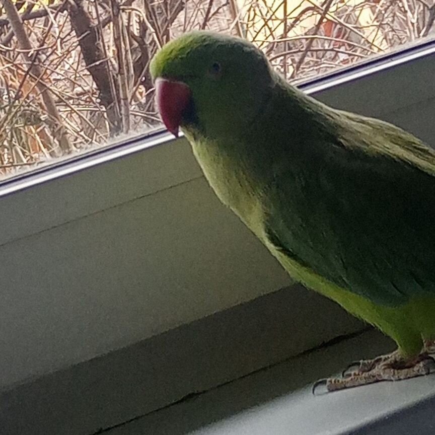 Ожереловый попугай самец