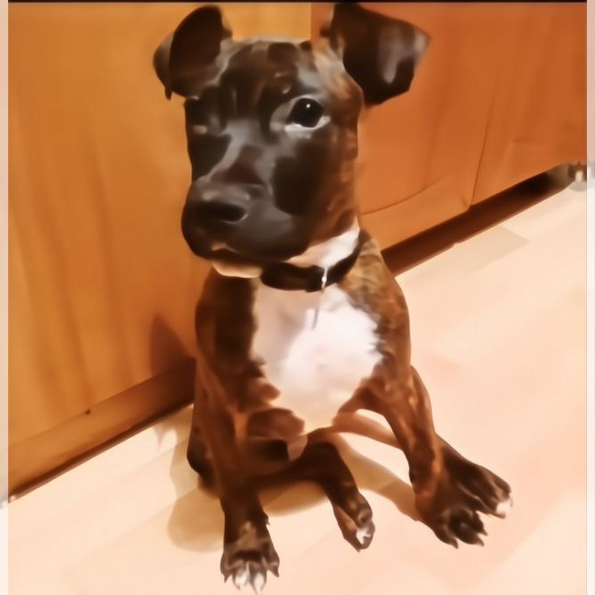 Американский стаффордширский терьер, щенок