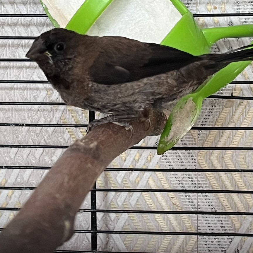 Японская амадина самец