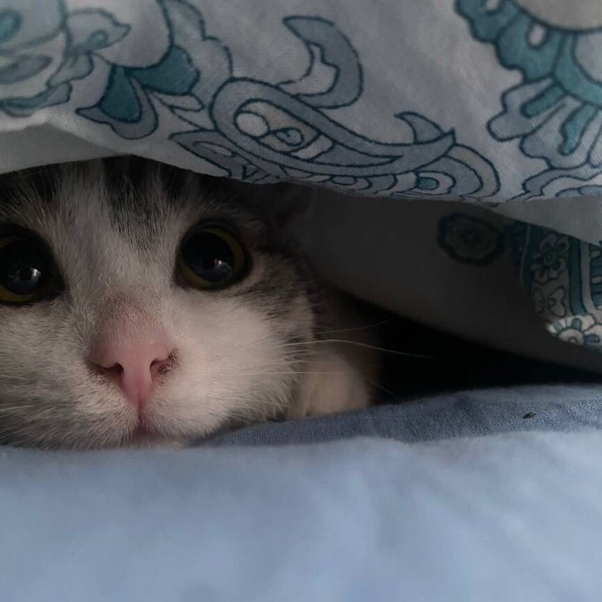 Отдам в добрые руки котика