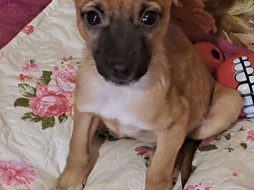 Милая щенуля