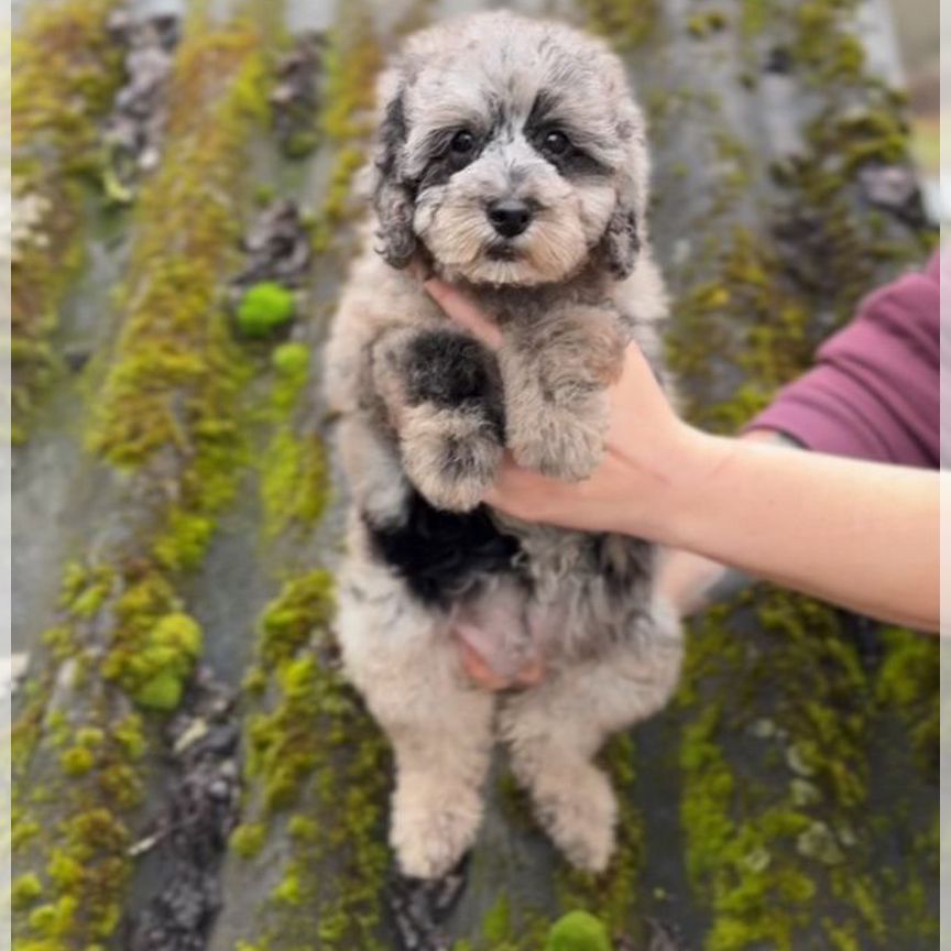 Мальчик мальтипк мерле