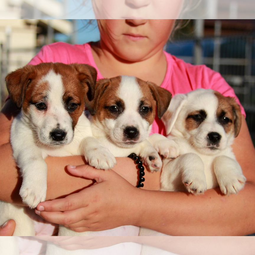 Джек Расселы элитные породистые щенки для души