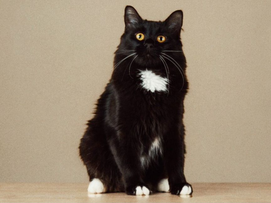 Очень красивый ласковый кот