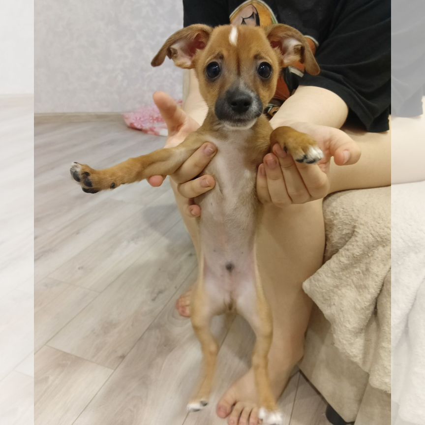 Русский той-терьер, щенок