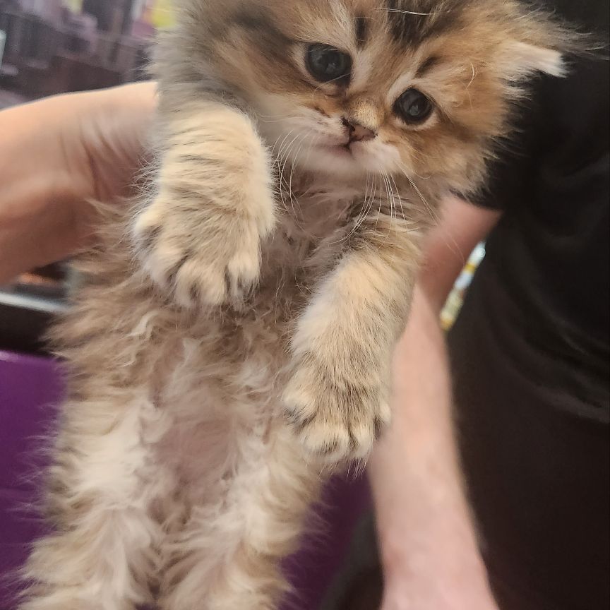 Домашние животные котята