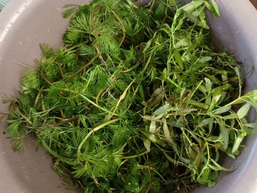 Аквариумная прополка