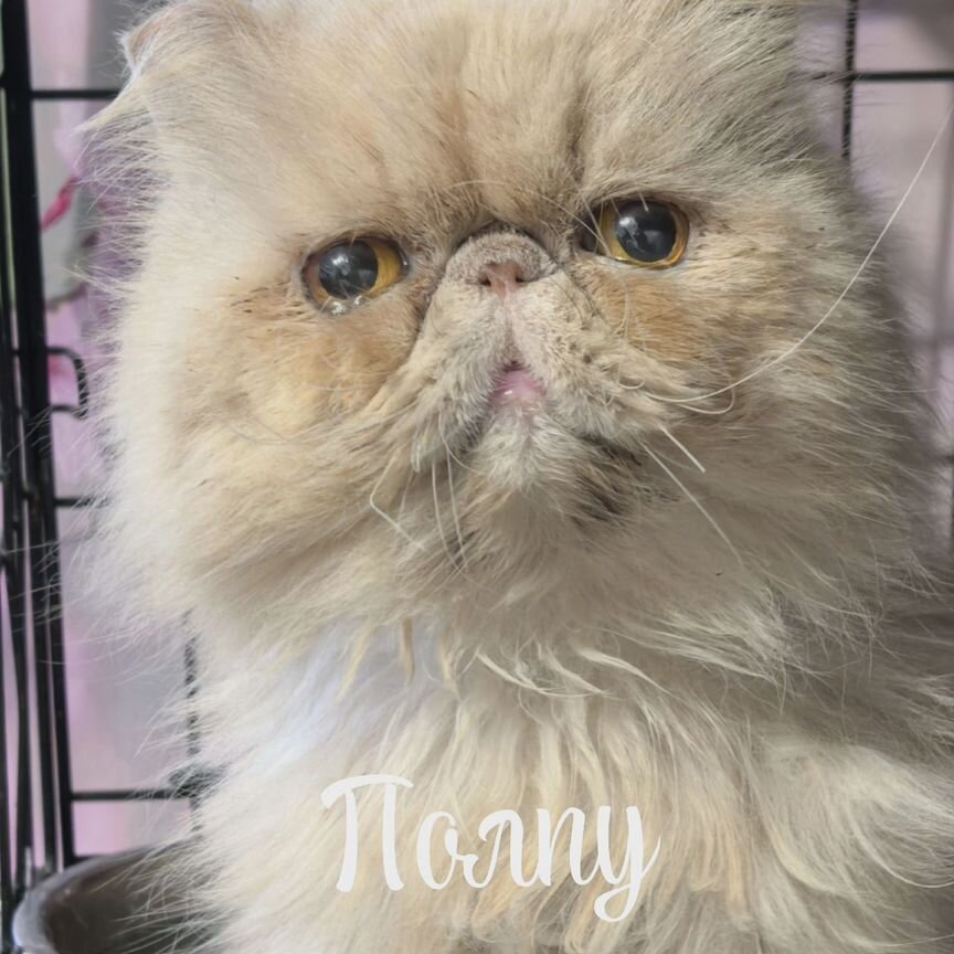 Кошечка