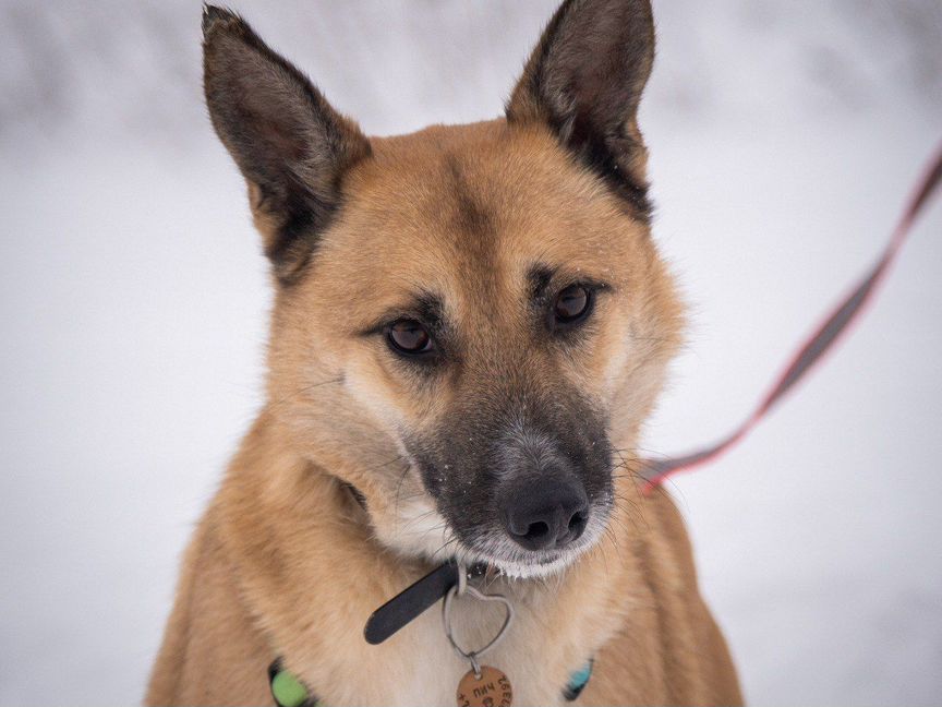 Небольшой пёсик Пич попал в приют