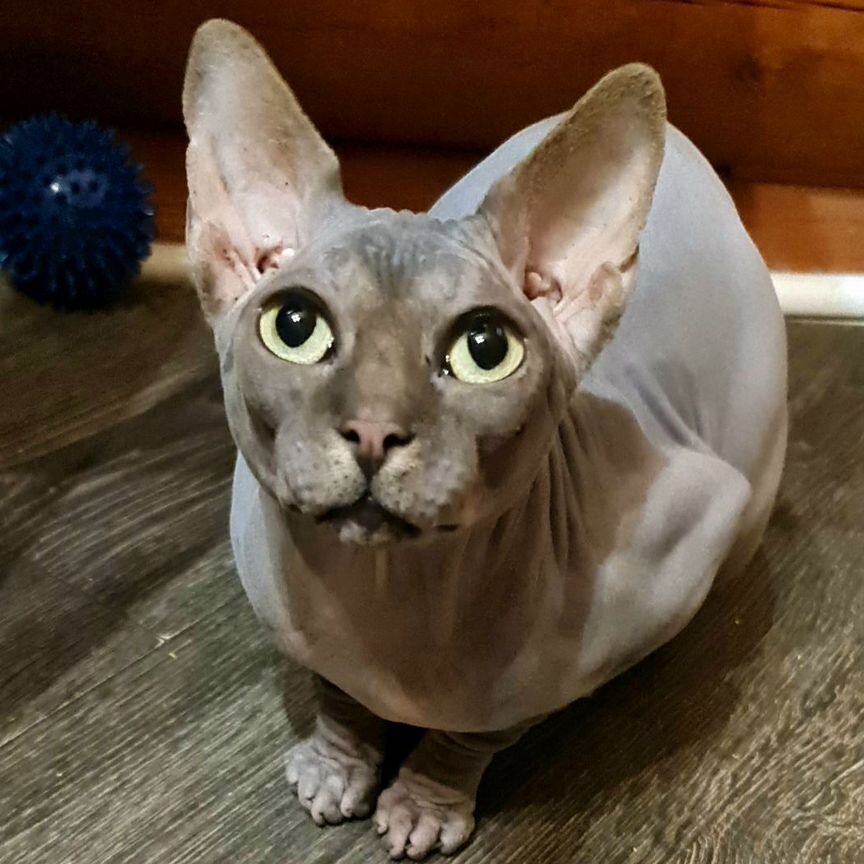 Канадский сфинкс, кот вязка