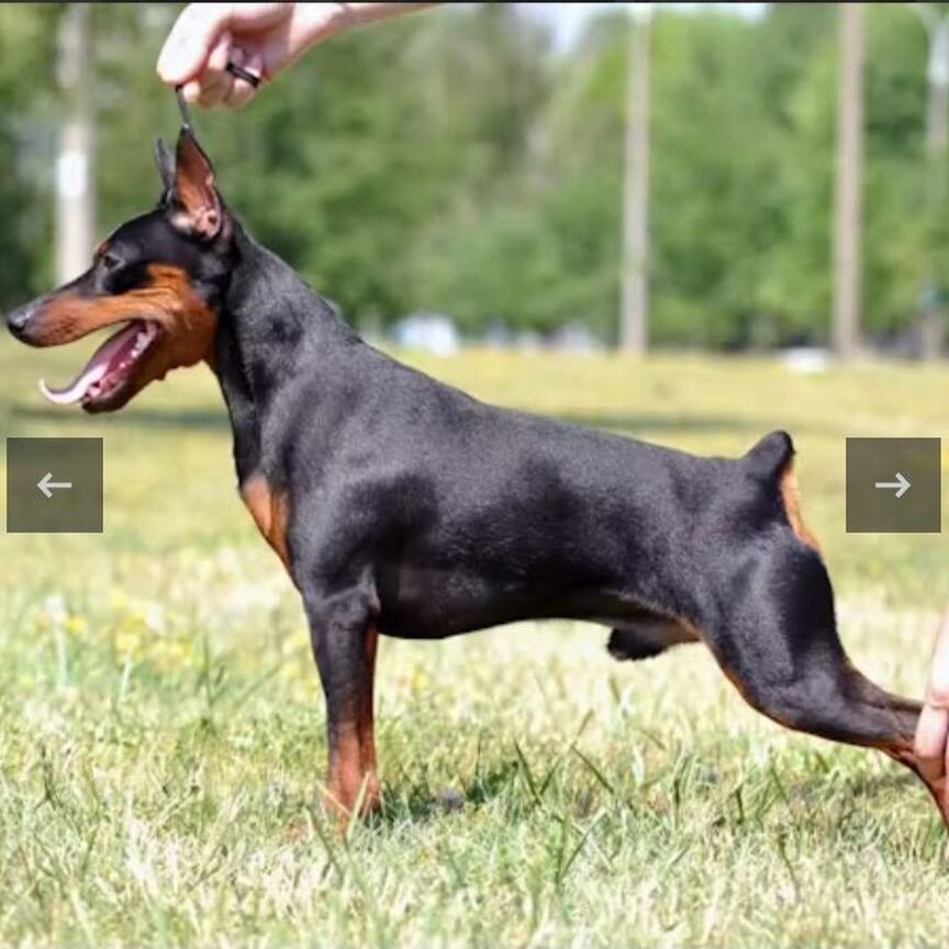 Вязка мини-пинчер