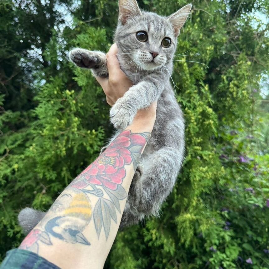 Котенок