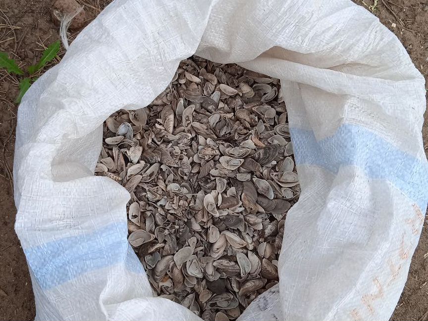 Ракушка речная