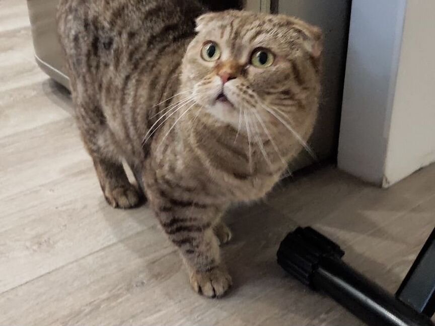 Шотландская вислоухая кошка