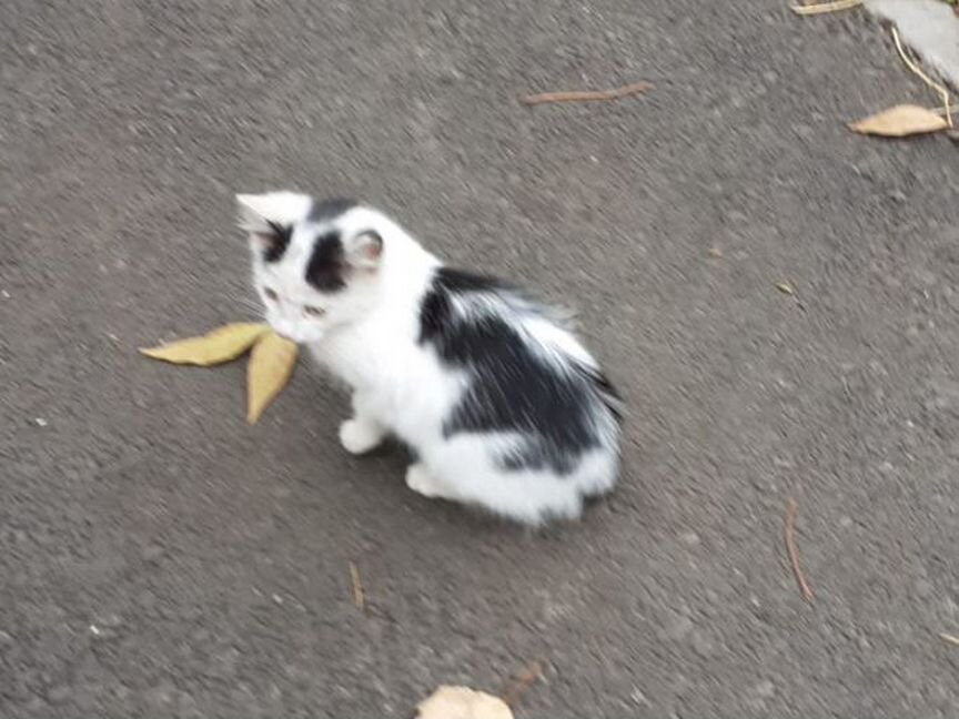 Котята в добрые руки бесплатно мальчики