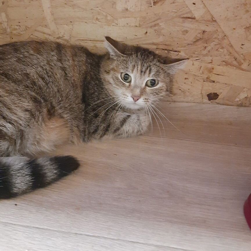 Кошечка в добрые руки бесплатно