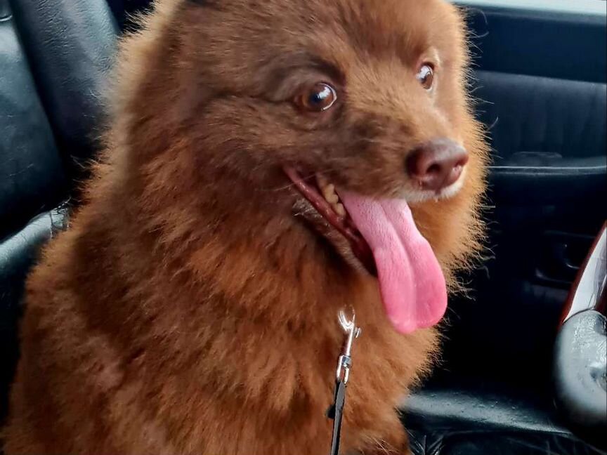 Продам немецкого шпица