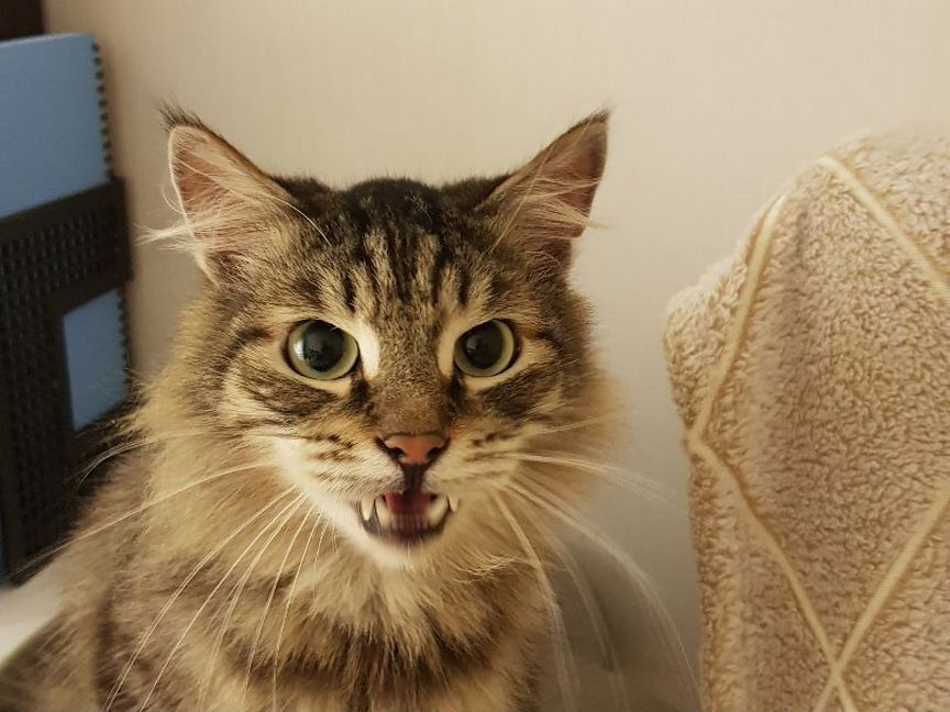 Котик Гоша ищет дом