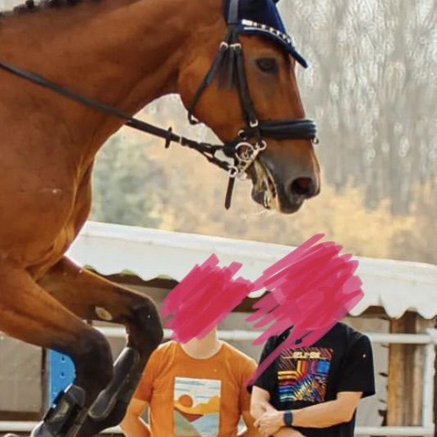 Уздечка для лошади full